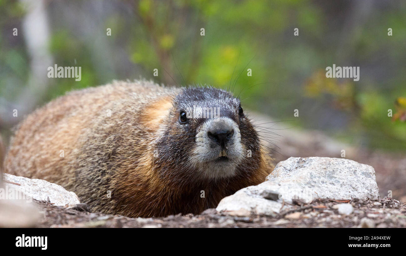 A wild marmot in Grand Teton National Park in Wyoming Stock Photo - Alamy
