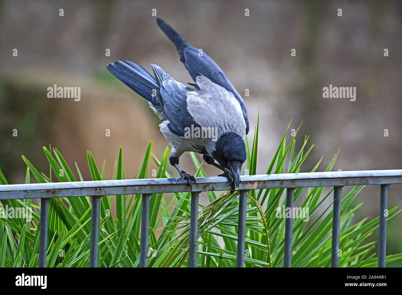 Jackdaw preening hi-res stock photography and images - Alamy