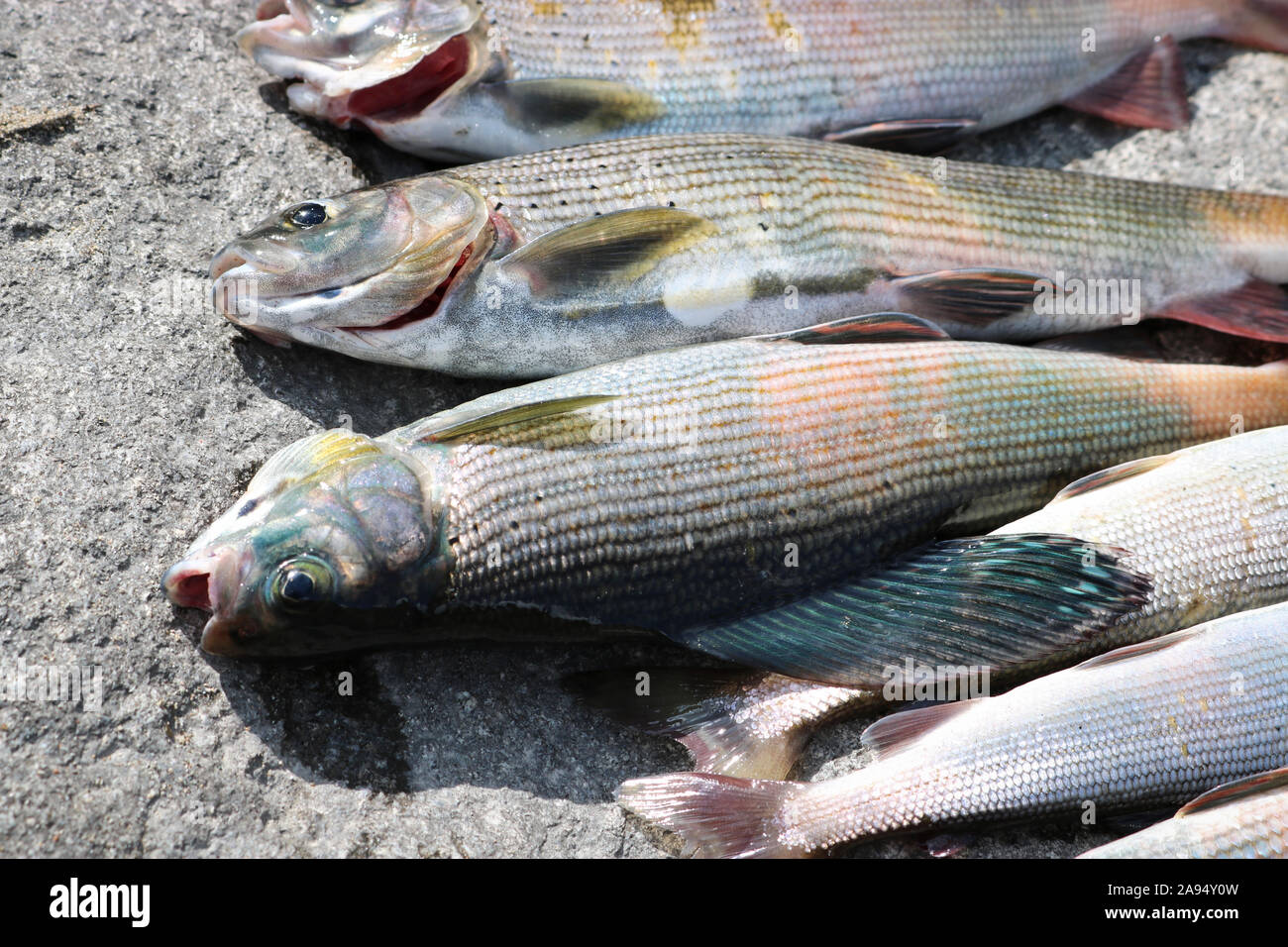 The catch of fish is a fresh grayling. Excellent was fishing Stock ...