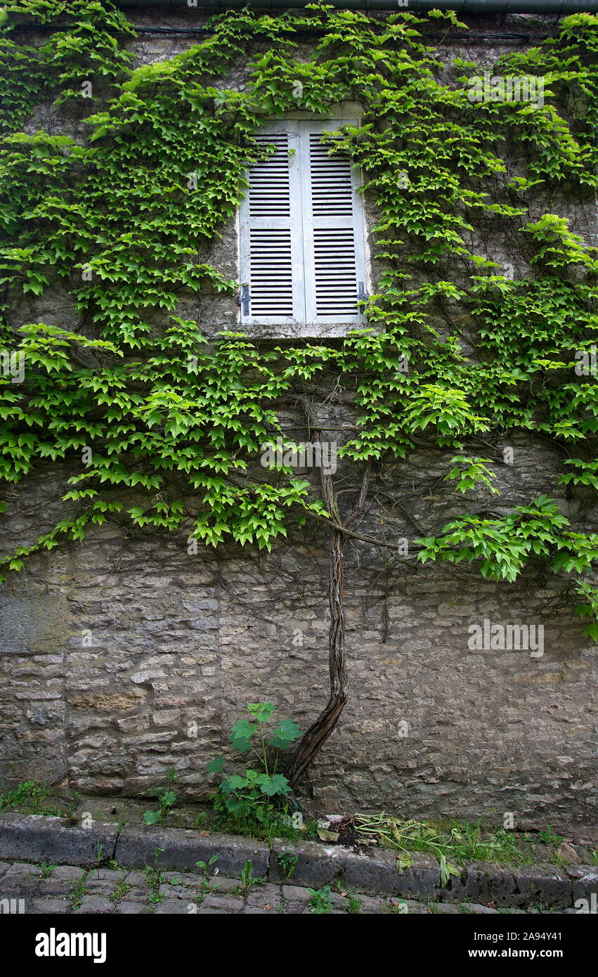 Ivy clad facade hi-res stock photography and images - Alamy