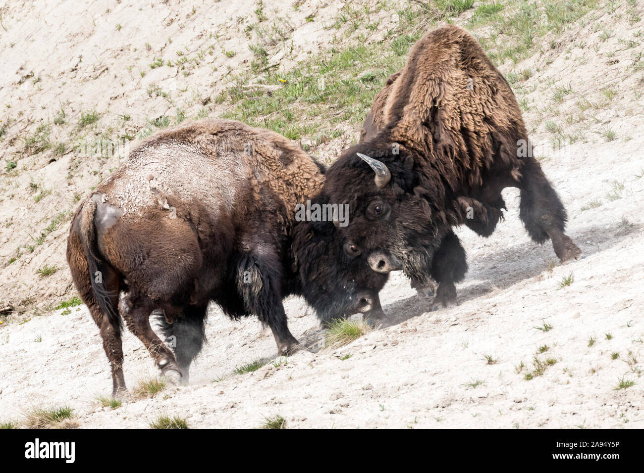 Bison bison two bison mating hi-res stock photography and images - Alamy