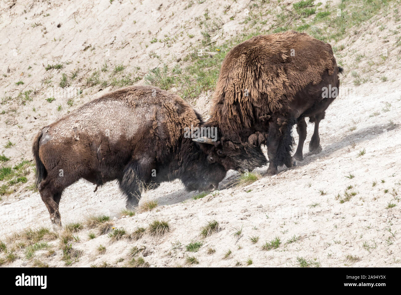 Bison bison two bison mating hi-res stock photography and images - Alamy