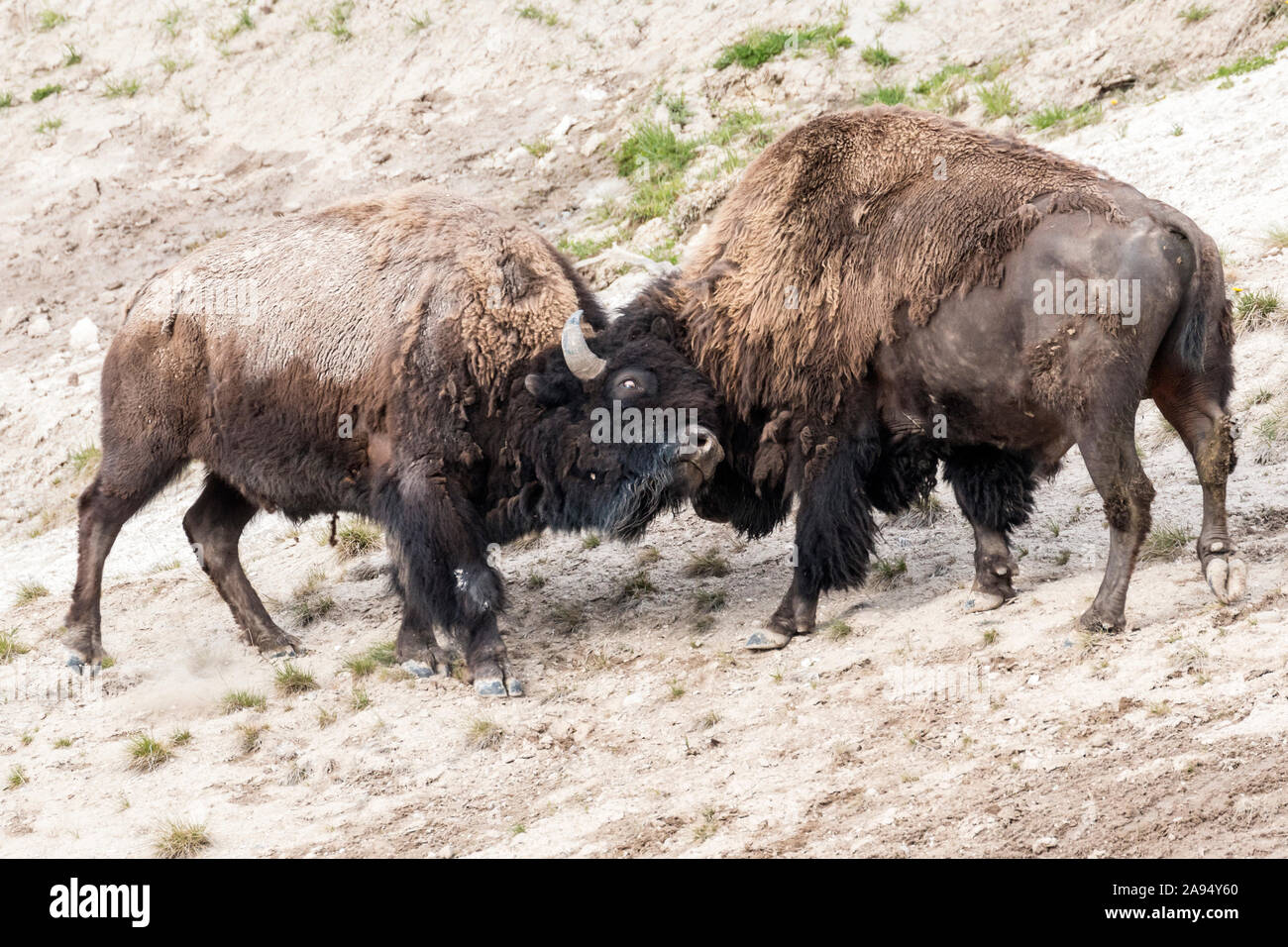Bison bison two bison mating hi-res stock photography and images - Alamy