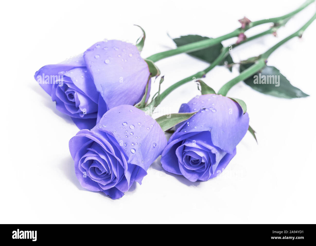 three blue roses; on white Stock Photo - Alamy