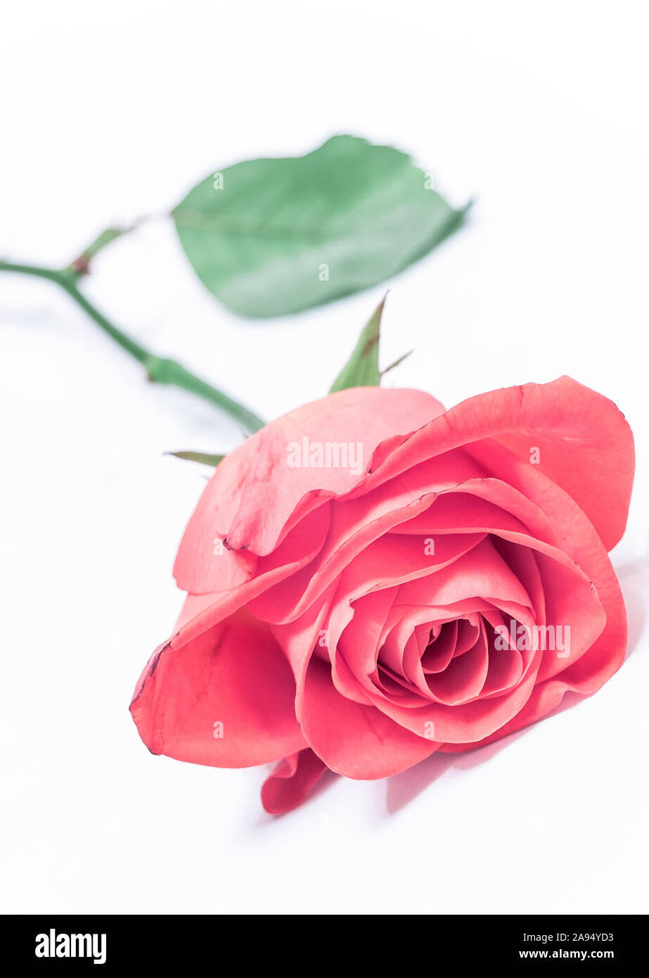 lone pink rose; on white Stock Photo - Alamy