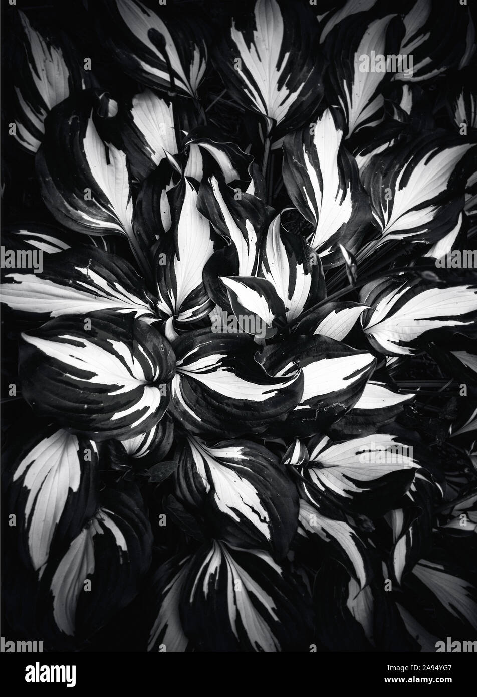 Hosta variegata, black and white Stock Photo - Alamy