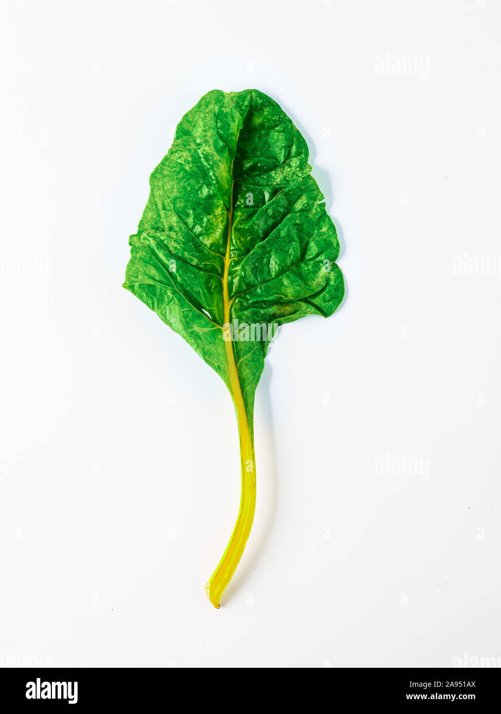 One swiss chard leaf isolated on white background. Fresh swiss rainbow ...