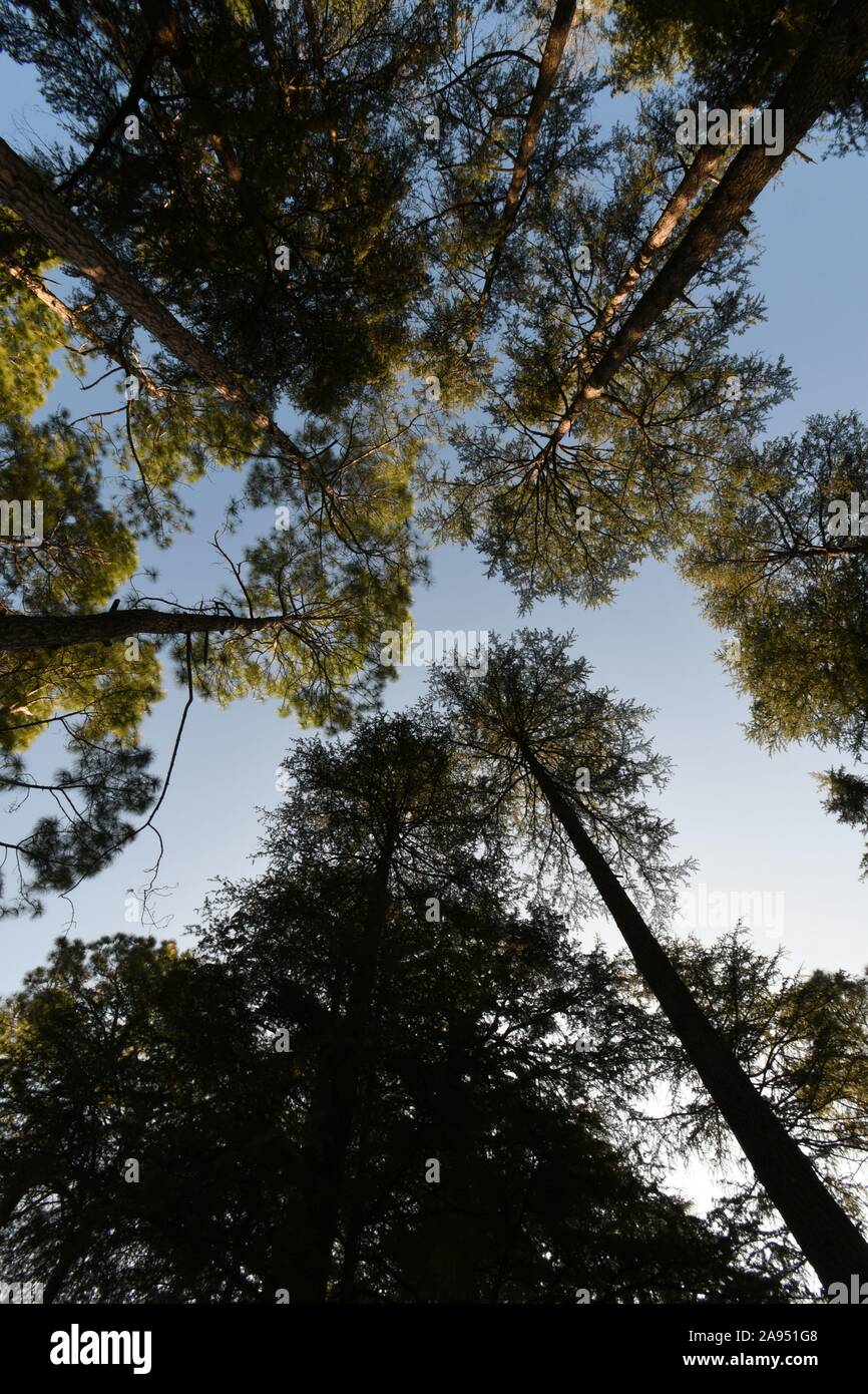 Almora hi-res stock photography and images - Alamy