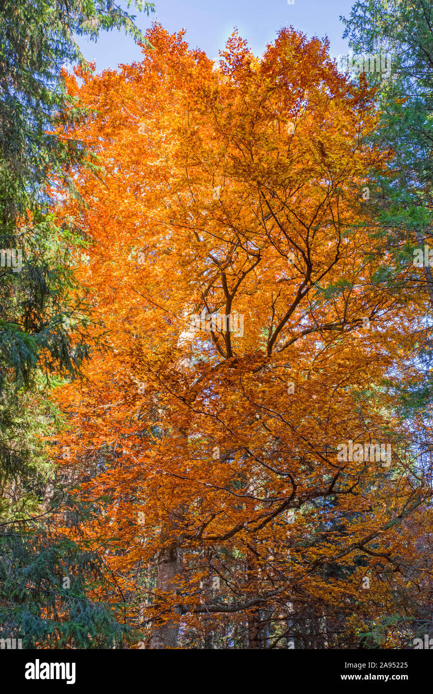 Autumn scene in the forest, golden leaves tree in october Stock Photo ...