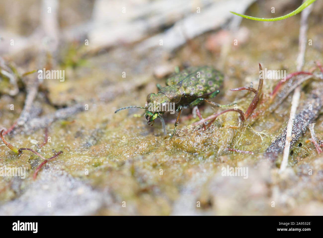 Marsh ground beetle (Elaphrus riparius Stock Photo - Alamy