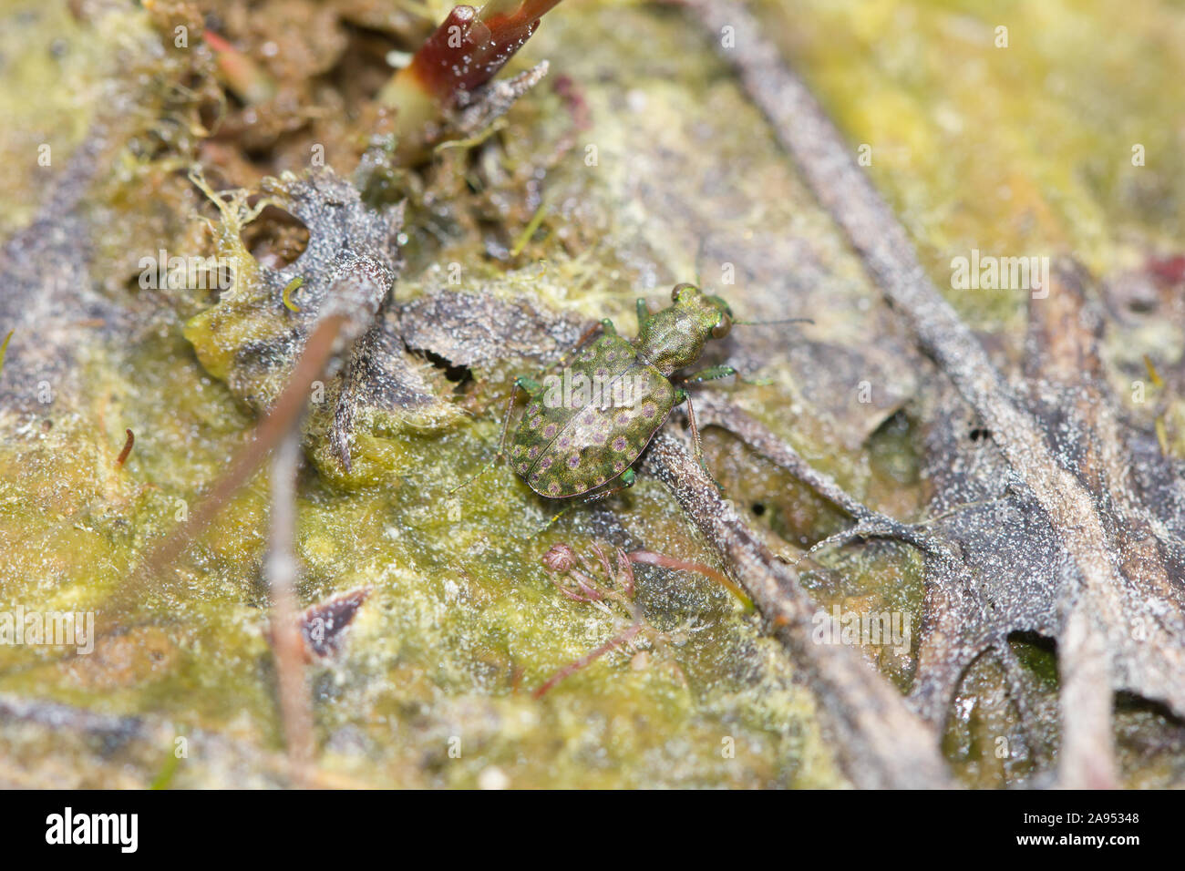 Marsh ground beetle (Elaphrus riparius Stock Photo - Alamy
