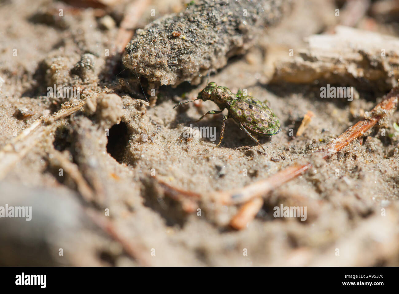 Marsh ground beetle (Elaphrus riparius Stock Photo - Alamy