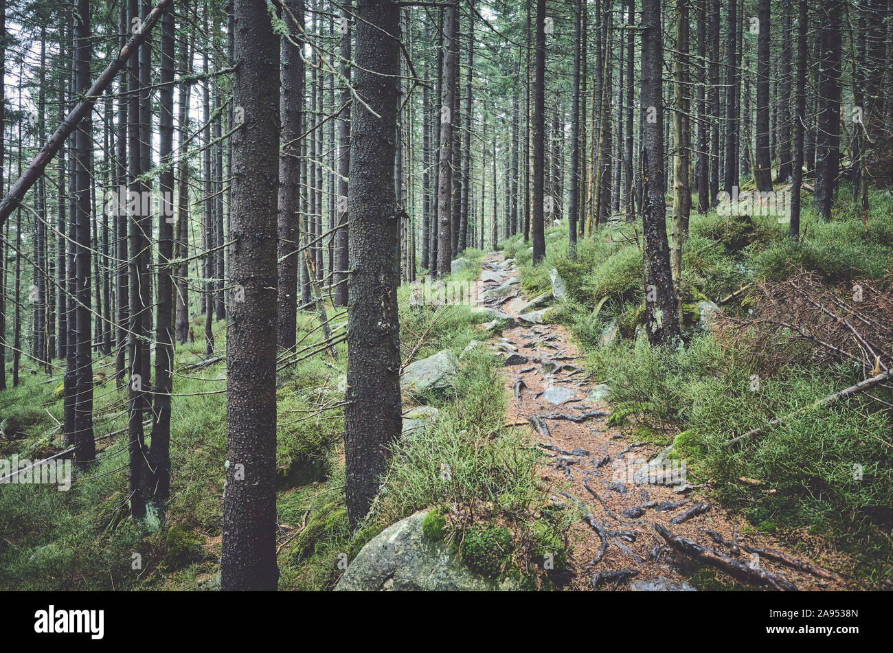 Path in a mountain forest on a rainy day Stock Photo - Alamy