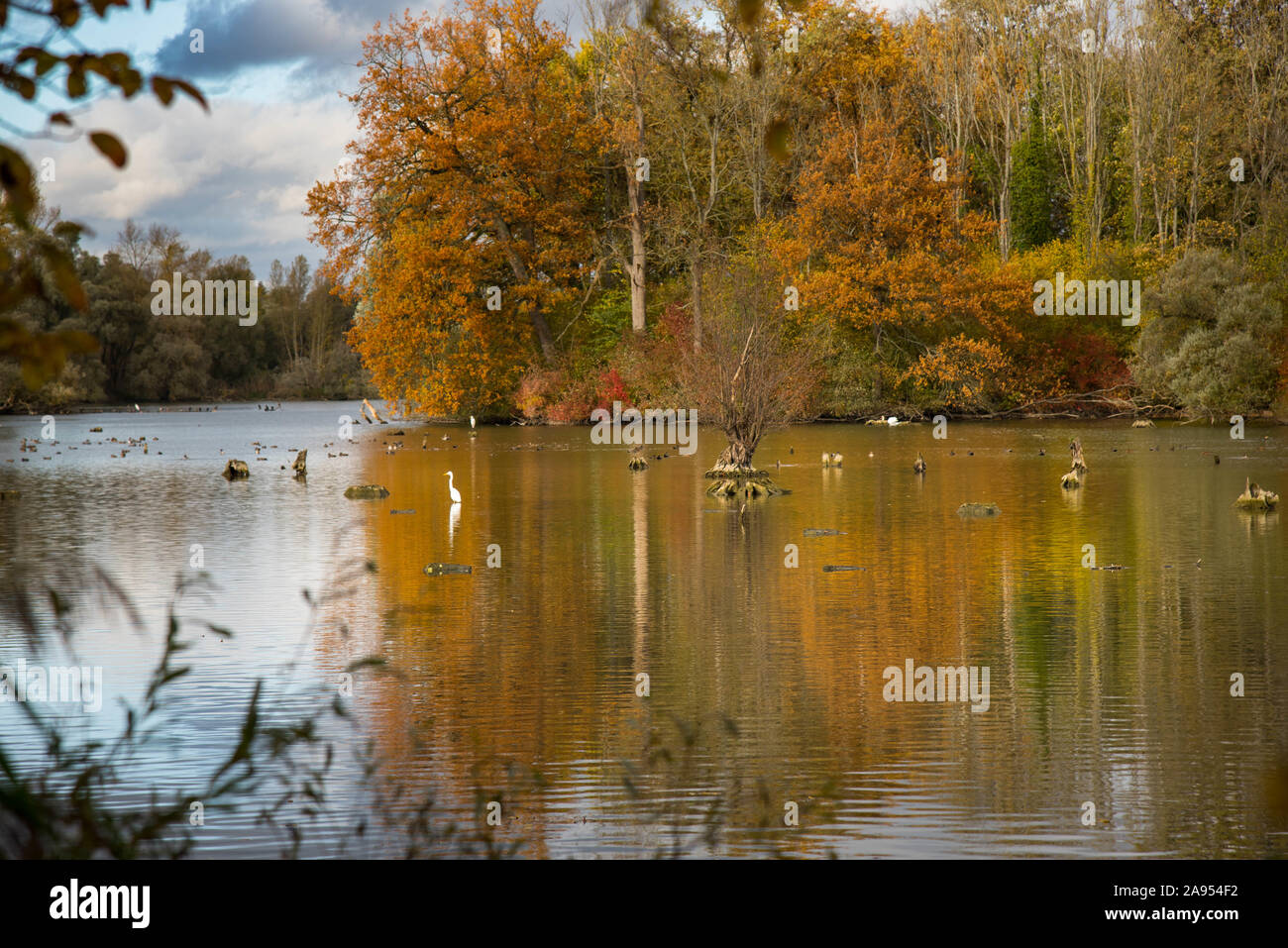 rhine wetlands at Taubergiessen in the ortenau area in germany Stock ...