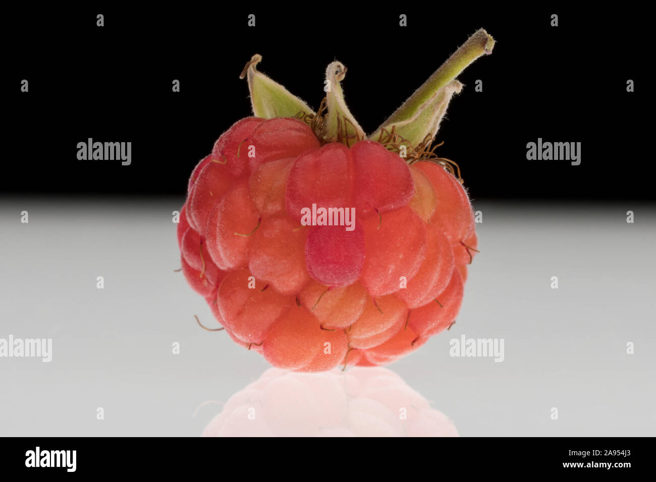 A single raspberry photographed in a studio setting on a white ...