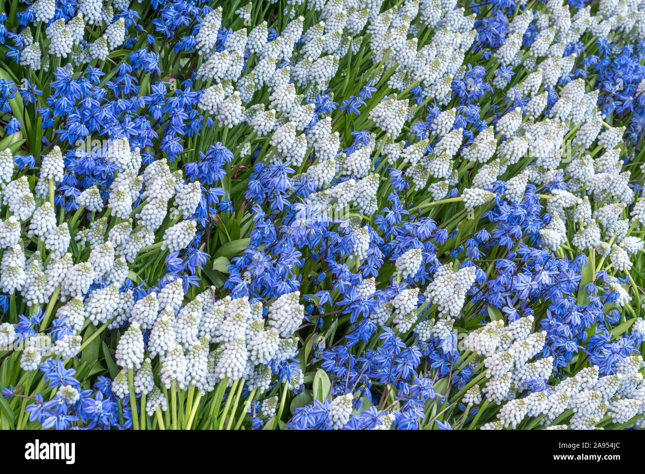 White and blue muscari as a natural background Stock Photo - Alamy