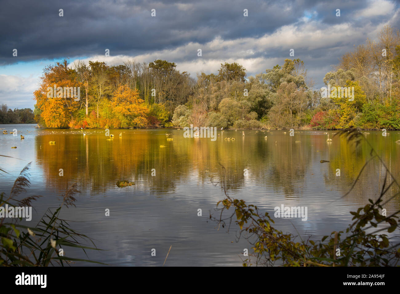 rhine wetlands at Taubergiessen in the ortenau area in germany Stock ...