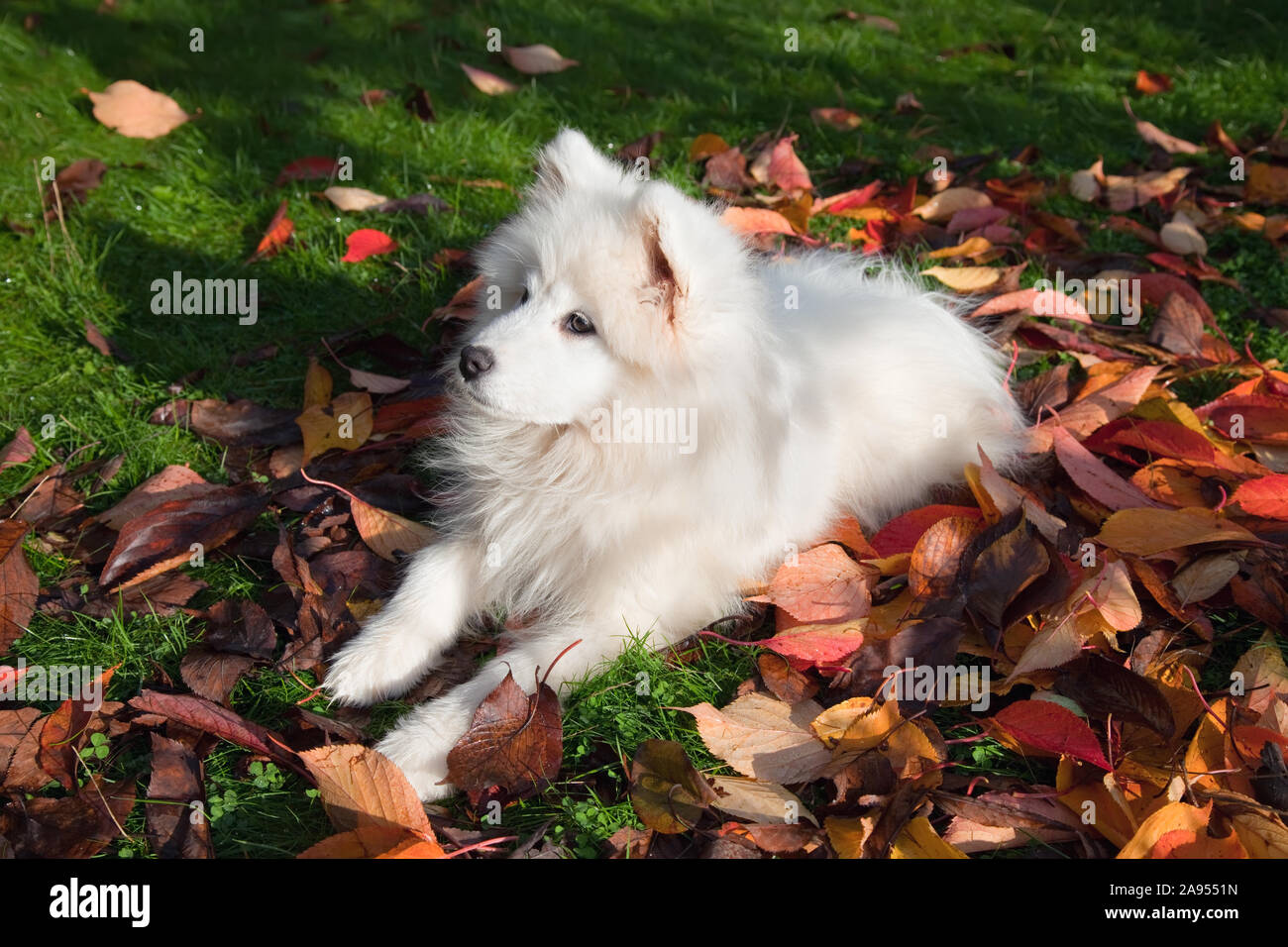 samoyed puppy on the lawn in autumn Stock Photo - Alamy