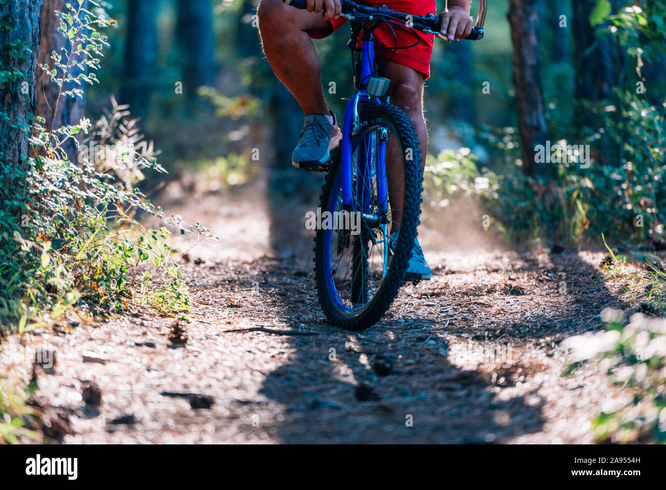 Older overweight man rides a mountain bike through the woods using extreme effort Stock Photo ...