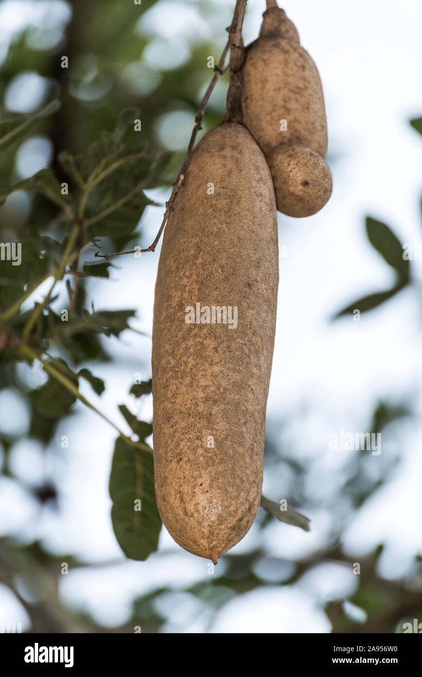 Kigelia or sausage tree in Uganda, Africa Stock Photo - Alamy
