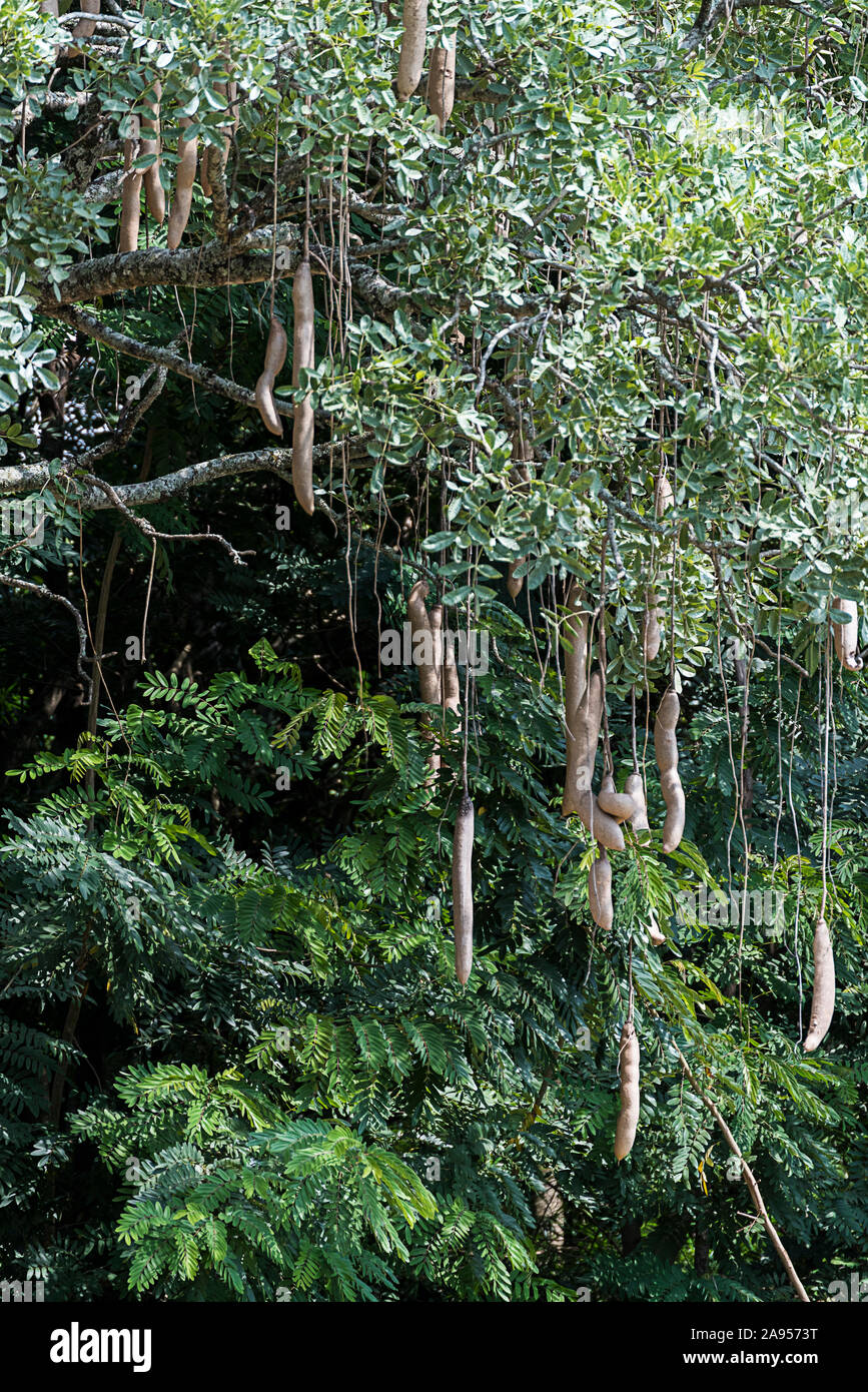 Sausage Tree In The Rainforest
