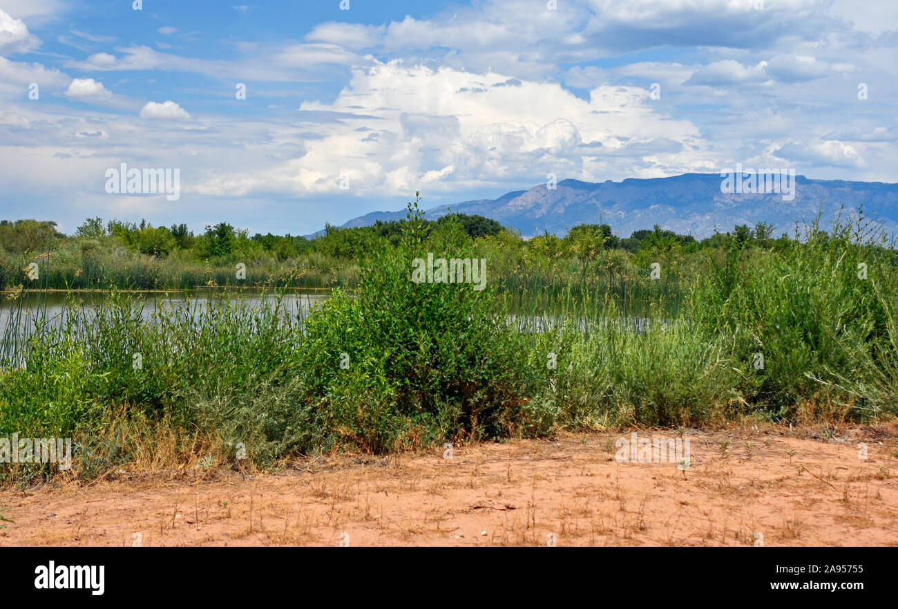 Summertime on the Rio Grande River Valley Bosque Wetlands in New Mexico ...