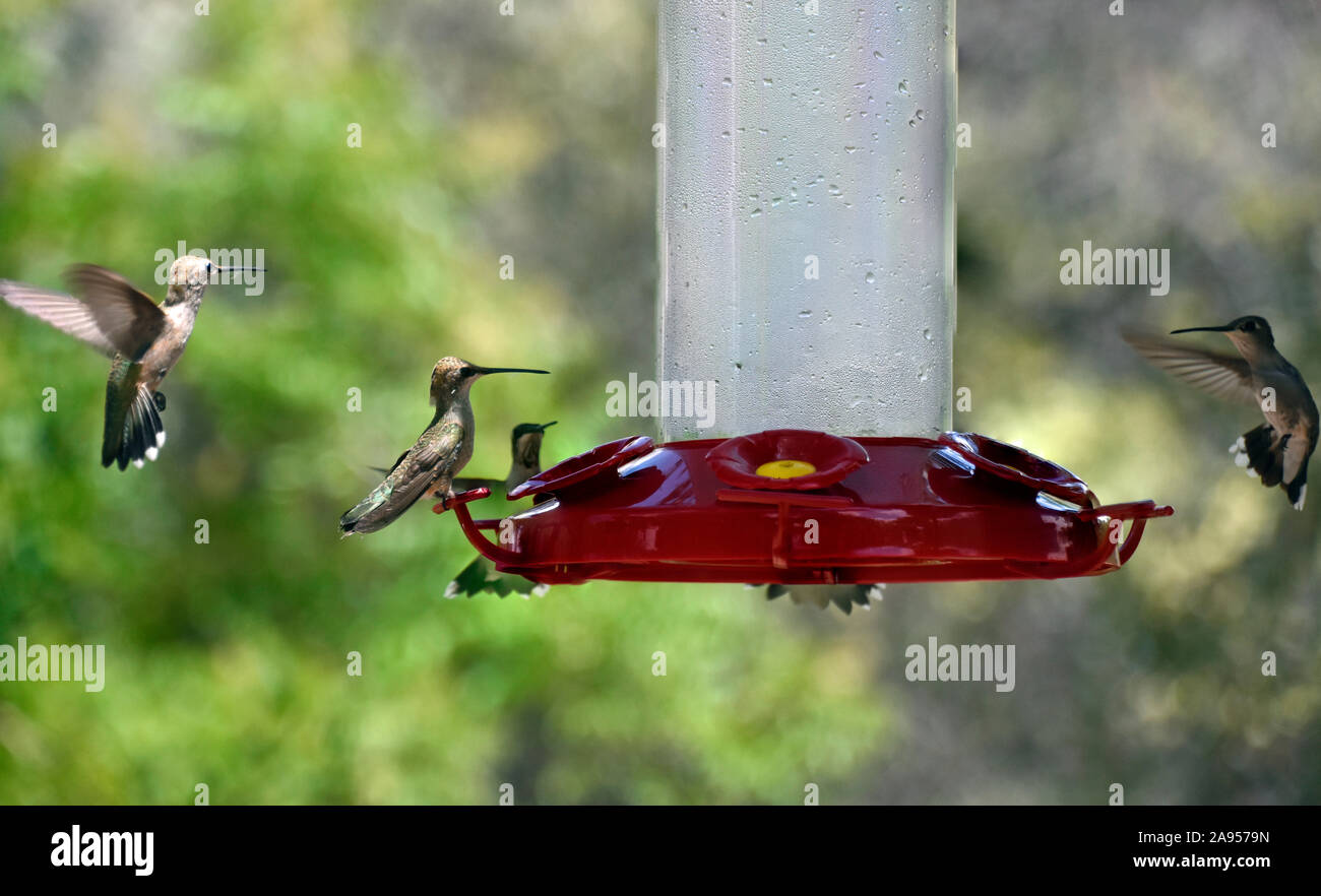 Male and female hummingbirds hi-res stock photography and images - Alamy