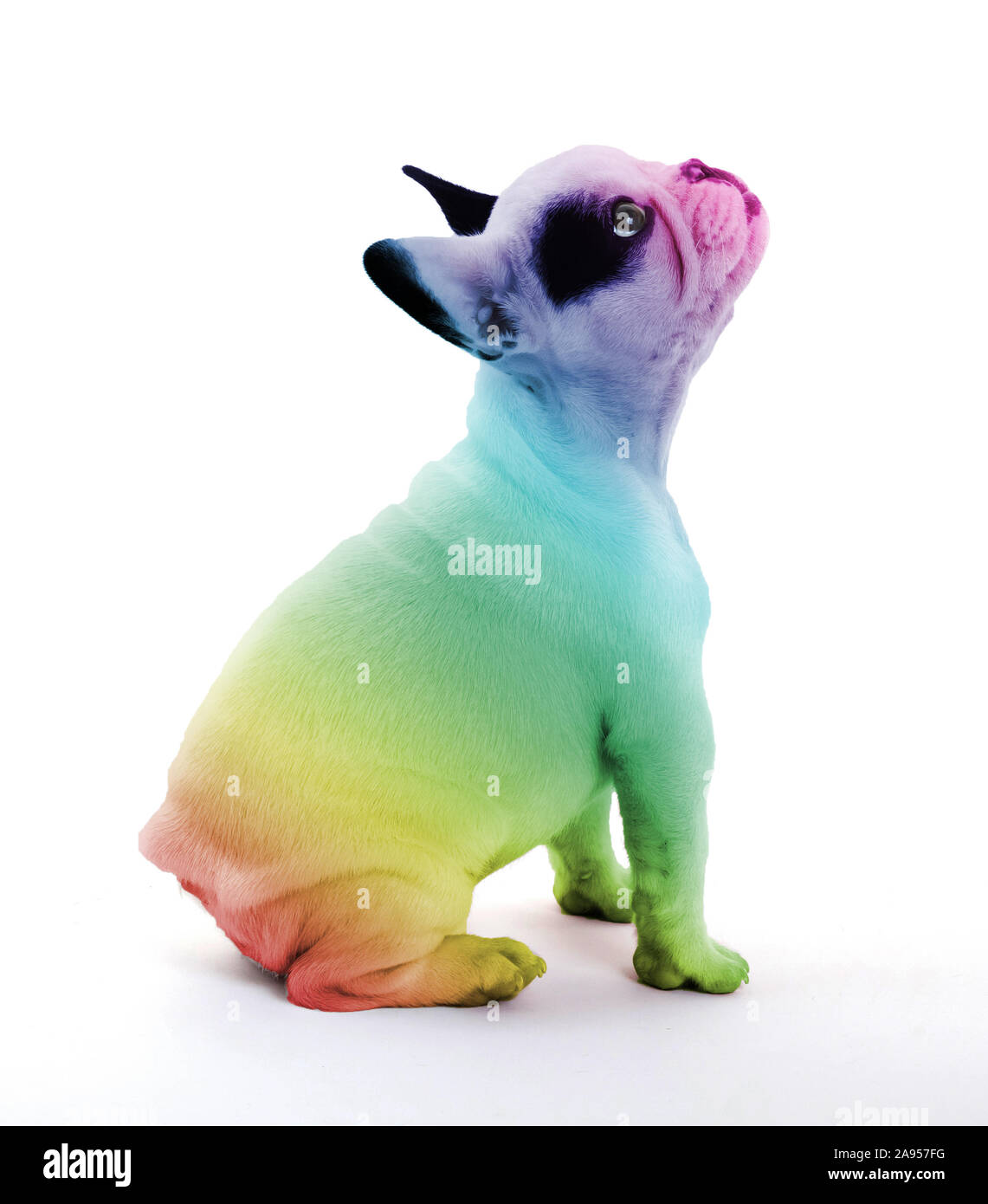 French bulldog isolated on white, rainbow print Stock Photo - Alamy