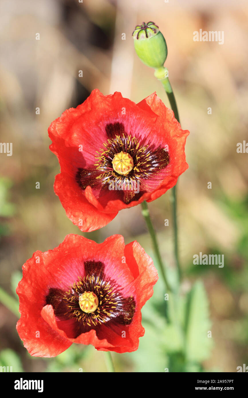 Rote mohn hi-res stock photography and images - Alamy