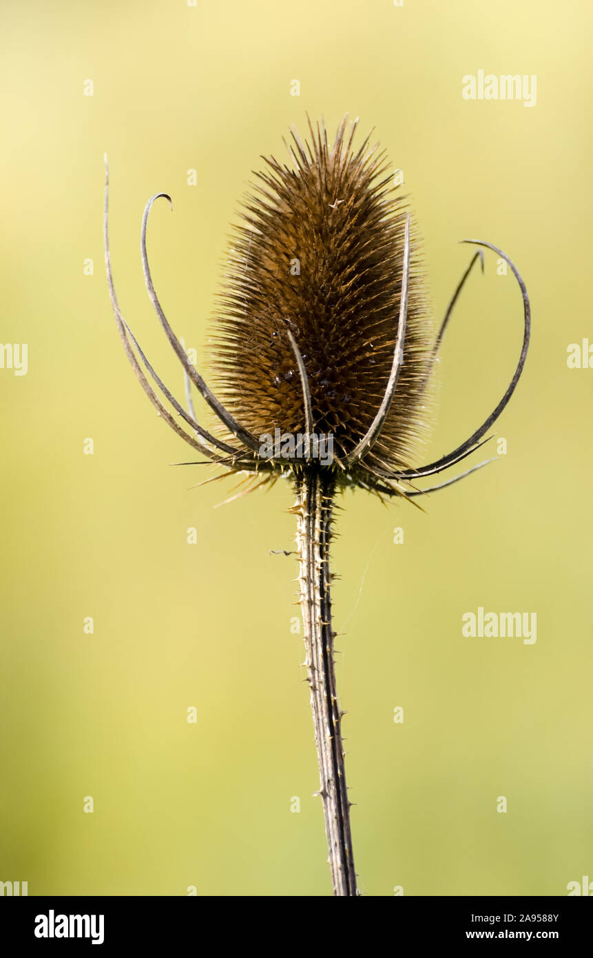 Dipsacus fullonum, Wild teasel plant in the countryside in Germany ...