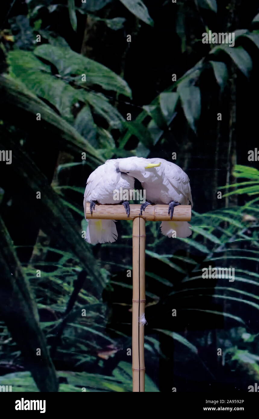 Two curious white Cockatoo Parrot sitting and they hug each other on a ...