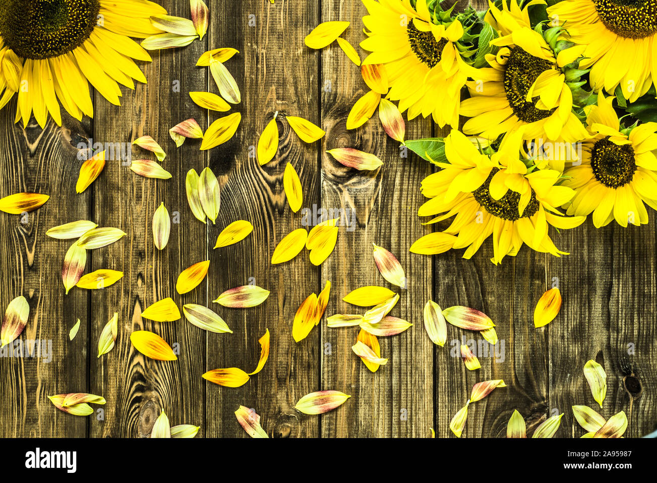 Sunflowers on rustic wood background. Flowers backgrounds Stock Photo ...