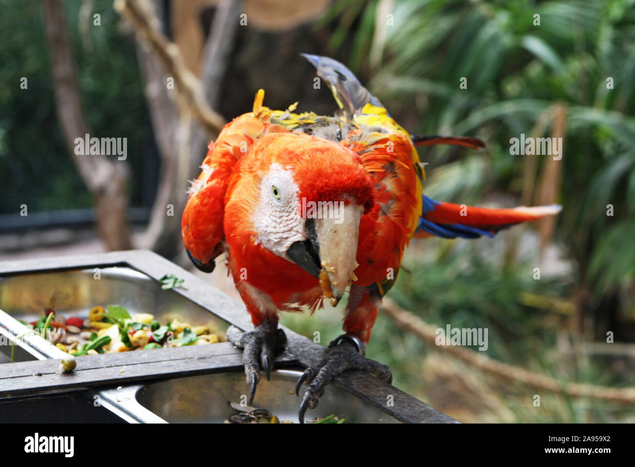 Hellroter ara ara macao hi-res stock photography and images - Alamy