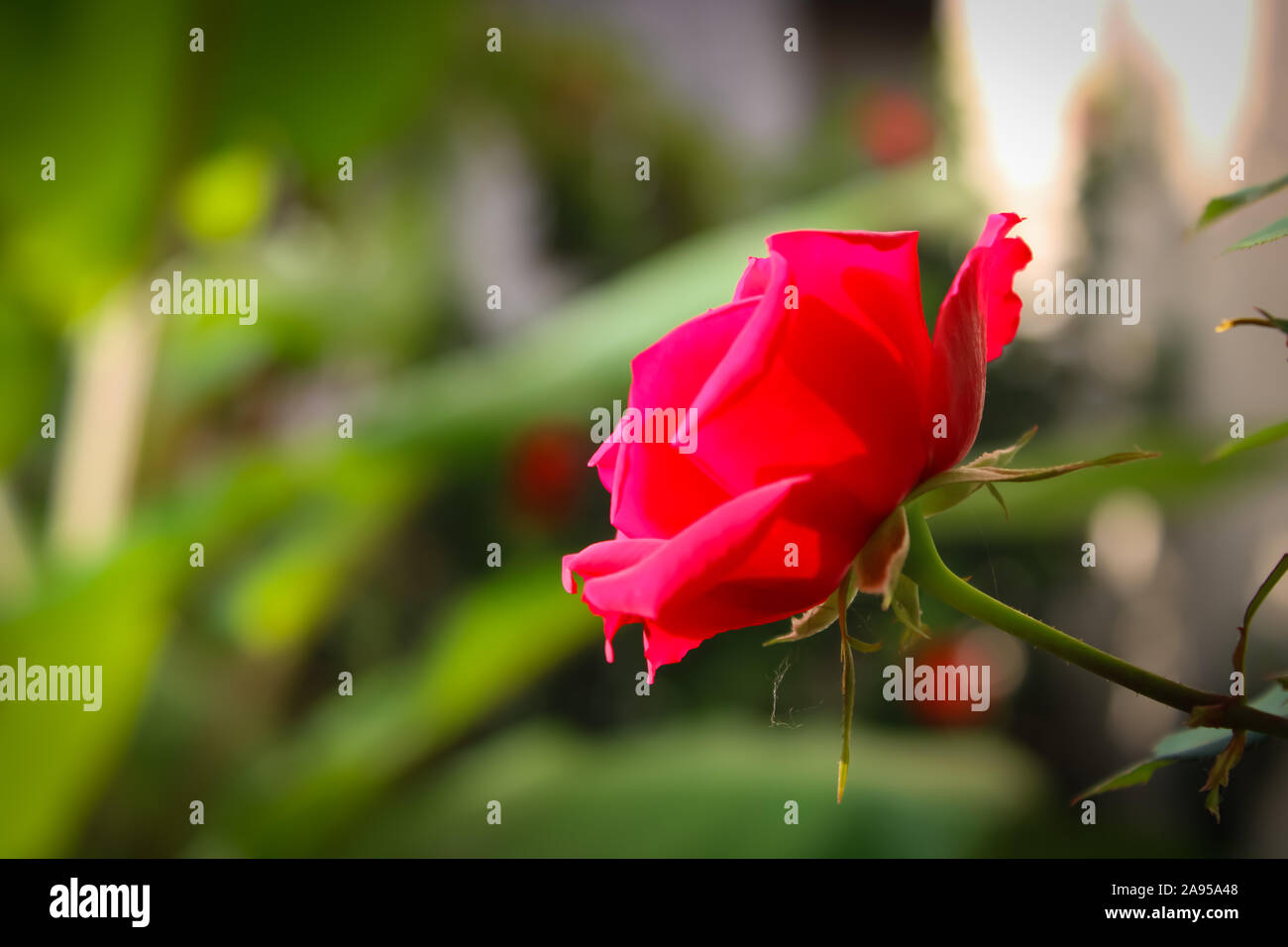 A Close up Red rose flower with a nice blur background Stock Photo - Alamy