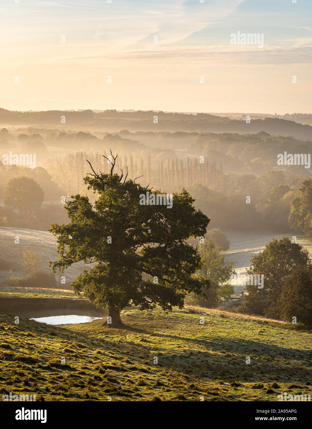 A tree on The Weald AONB in the Kent countryside on a misty autumn ...