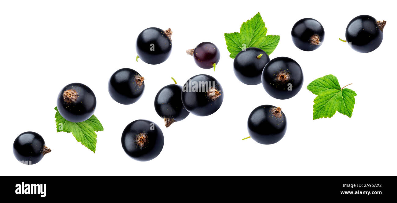 Black currant collection isolated on white background close-up, with ...