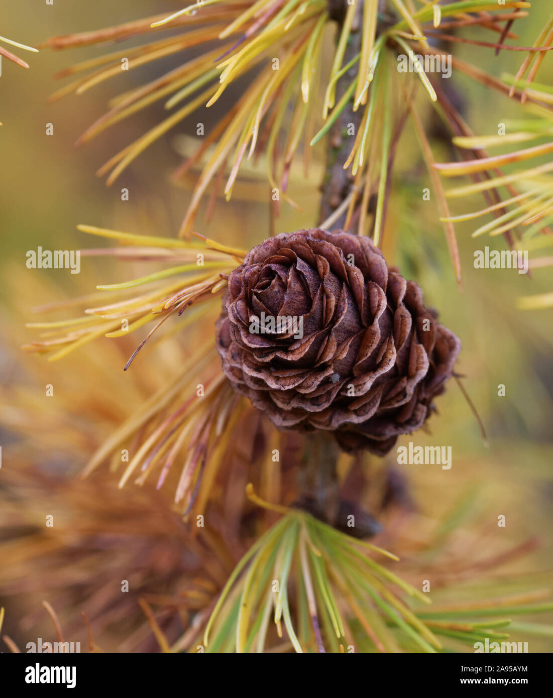 Ovulate cone of larch tree in late autumn, beginning of November Stock ...