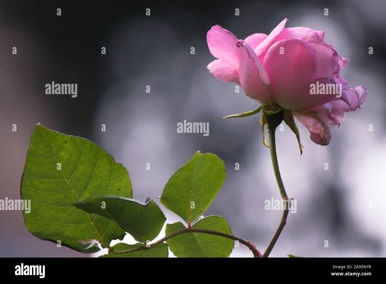 isolated pink rose Stock Photo - Alamy