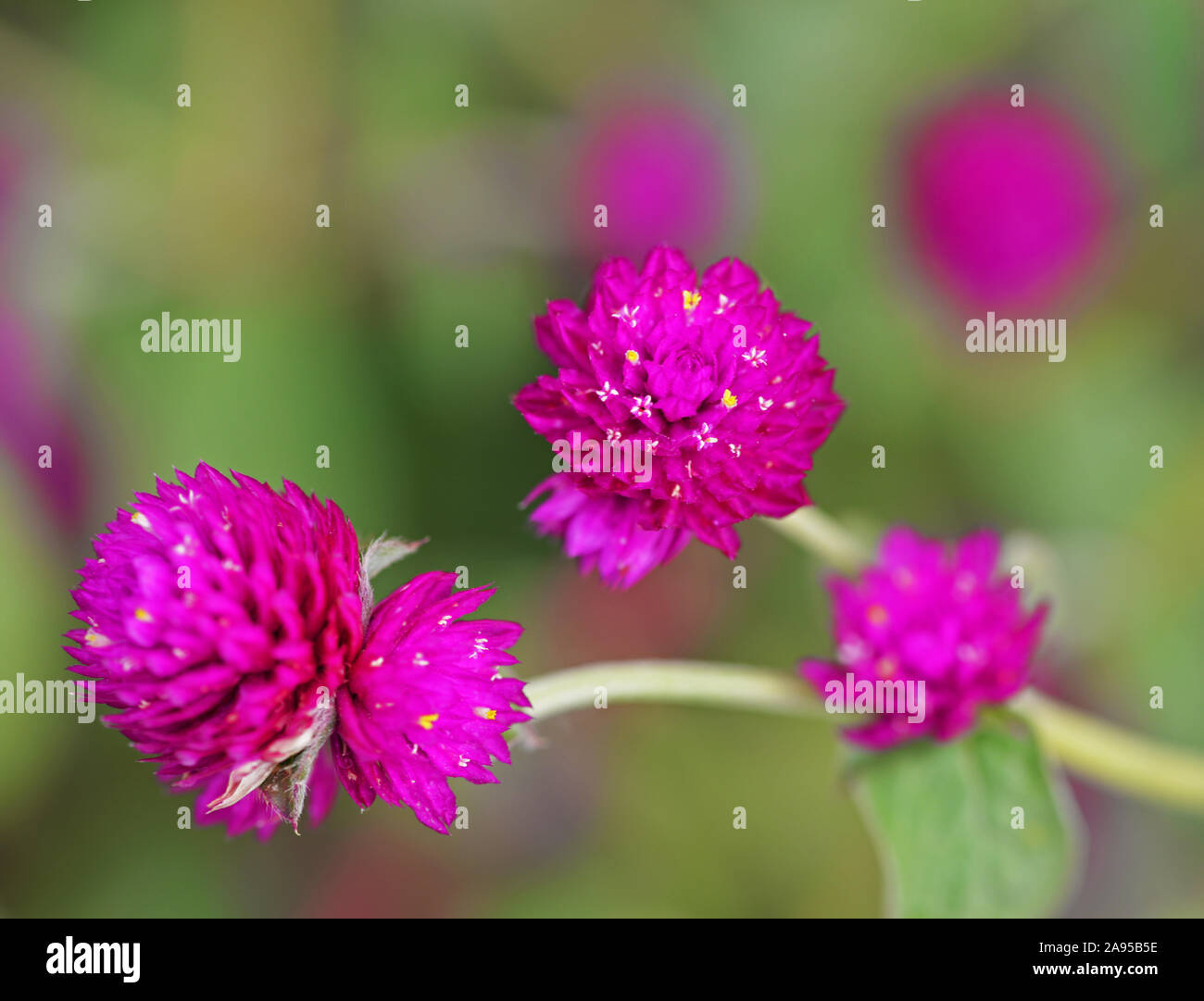 Macro photo of beautiful fuchsia flowers with yellow and whit pistils ...