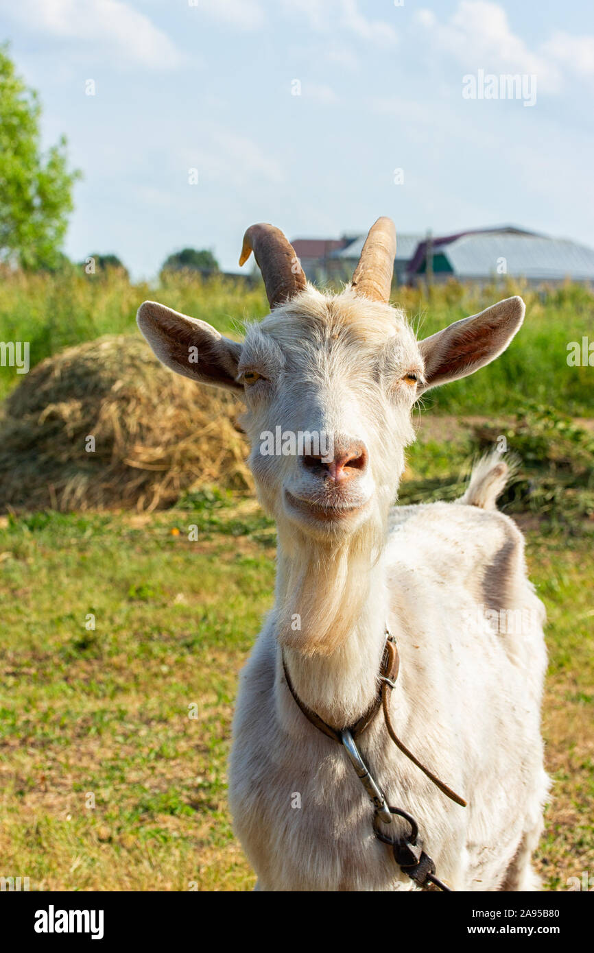 White Farm Goat High Resolution Stock Photography and Images - Alamy
