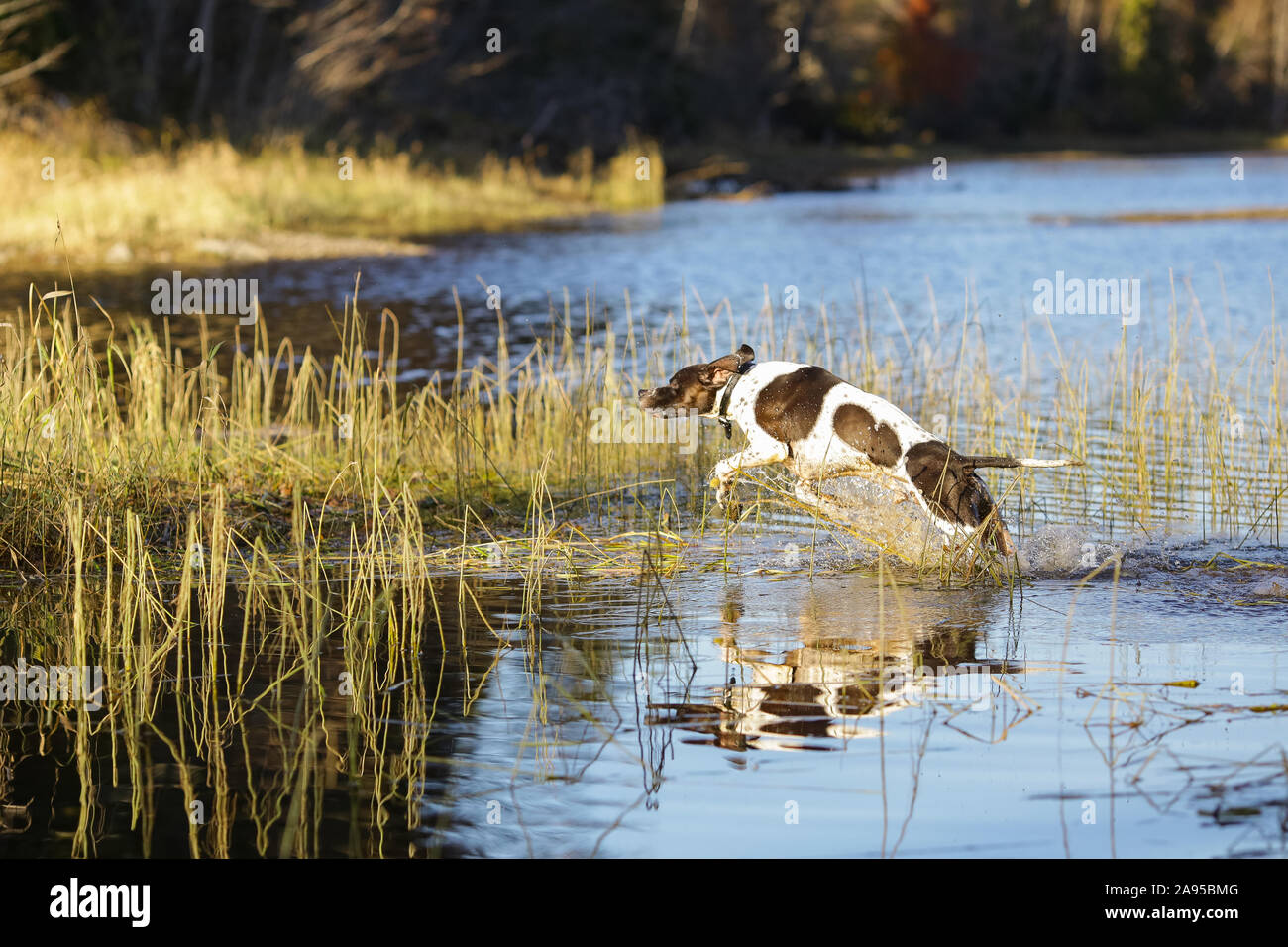 Dog english pointer hunting at the swamp Stock Photo - Alamy