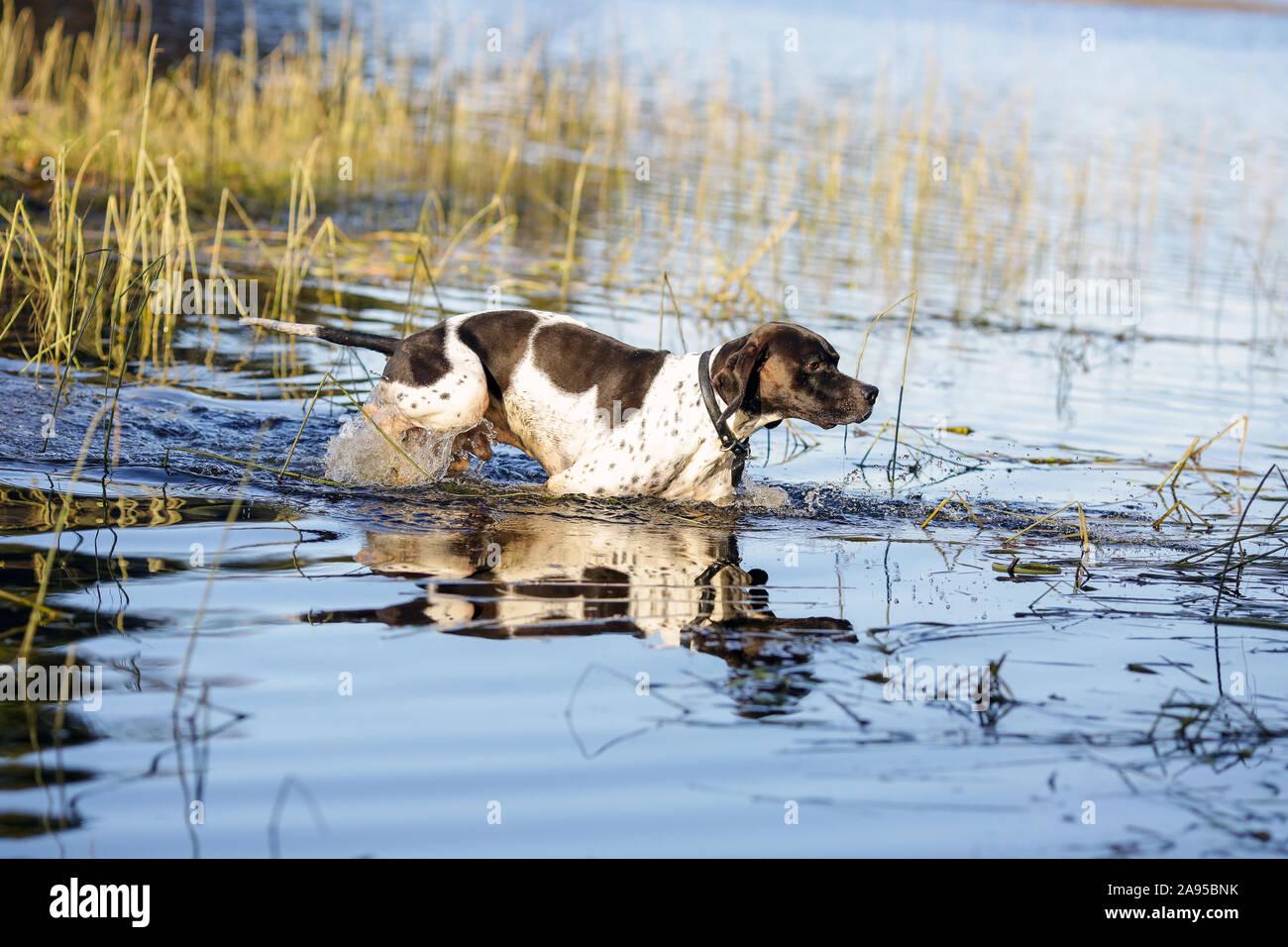 Dog english pointer hunting at the swamp Stock Photo - Alamy