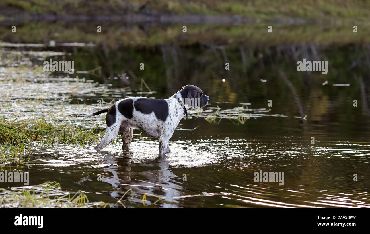 Dog english pointer hunting at the swamp Stock Photo - Alamy