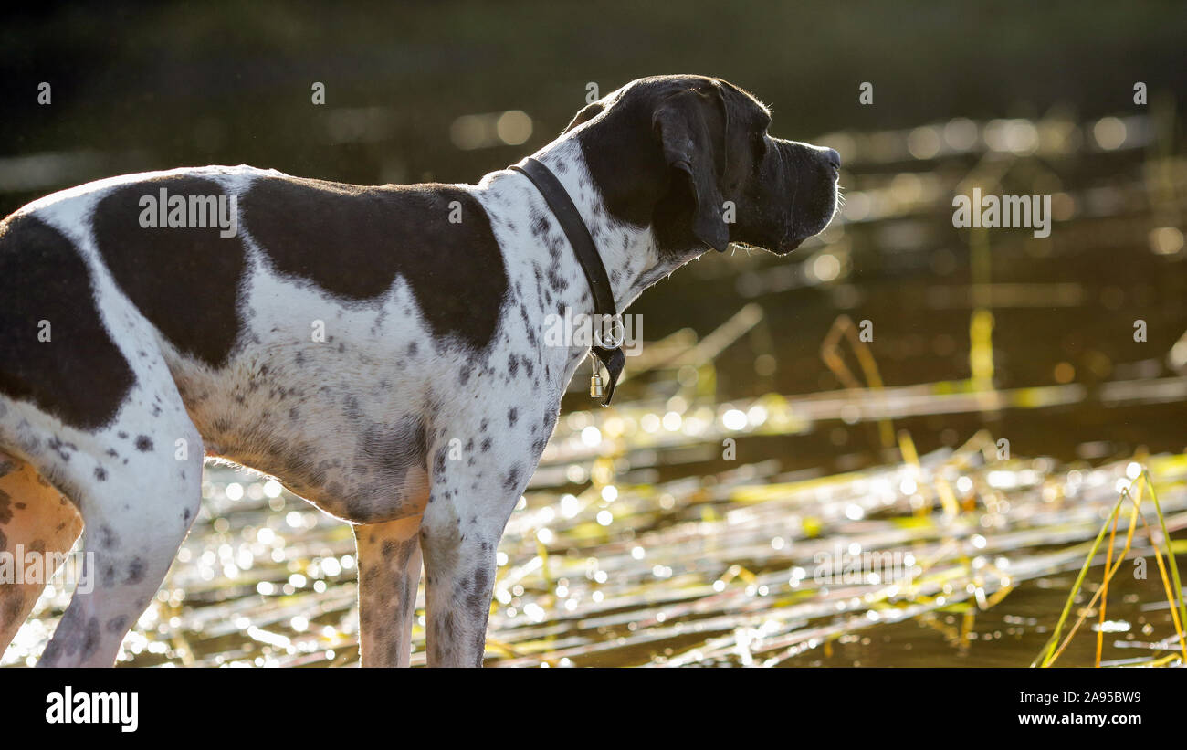 English swamp hi-res stock photography and images - Alamy