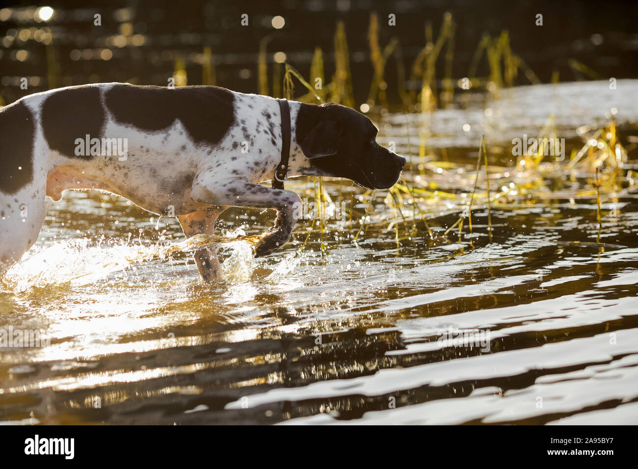 Dog english pointer hunting at the swamp Stock Photo - Alamy