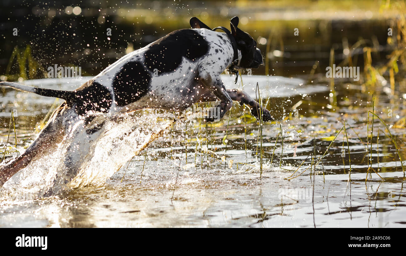 Dog english pointer jumping into the water at the swamp Stock Photo - Alamy