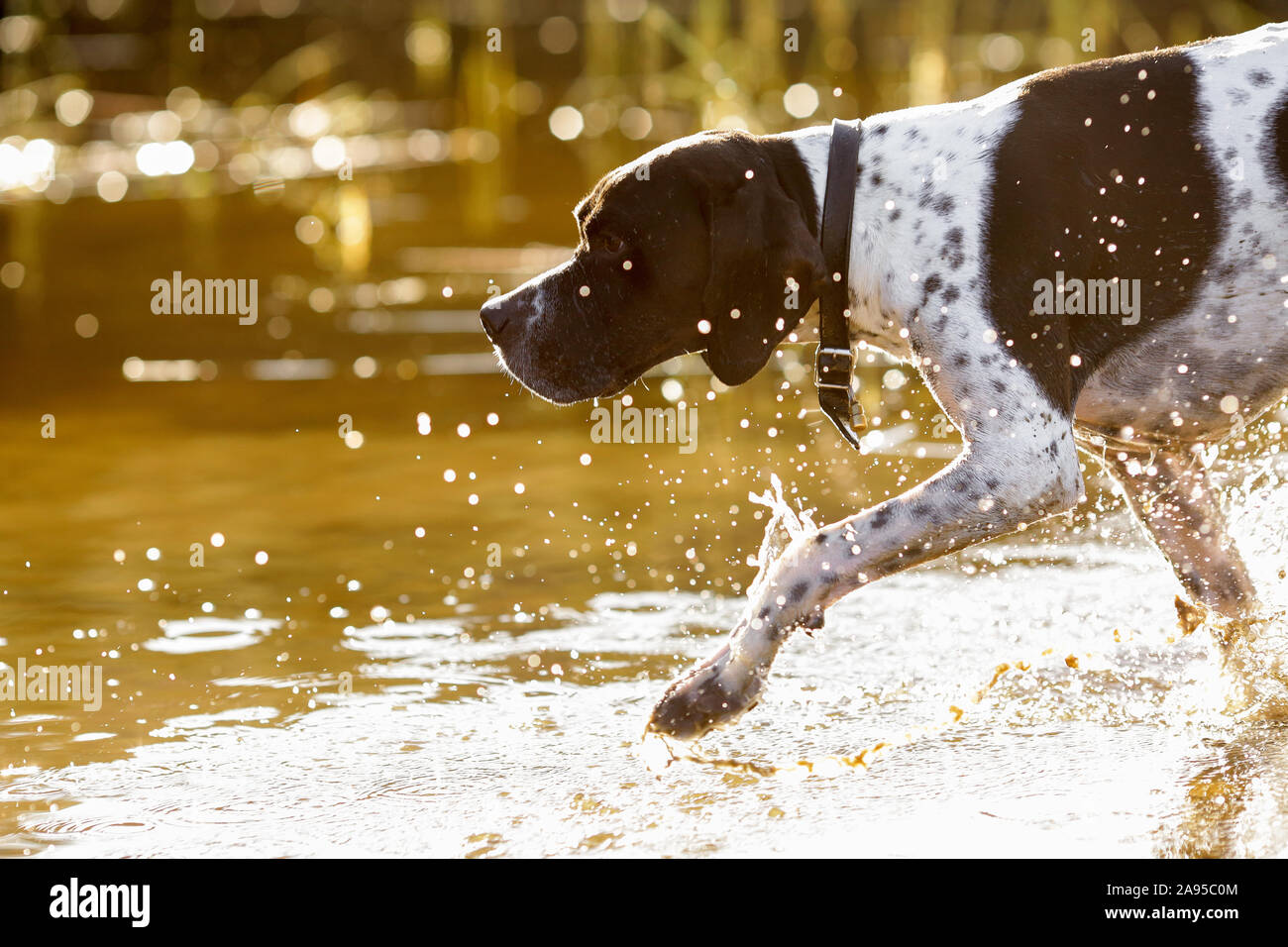 Dog english pointer running at the swamp Stock Photo - Alamy