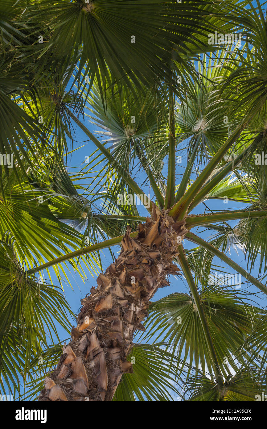 Perspective view of palm trees Stock Photo - Alamy