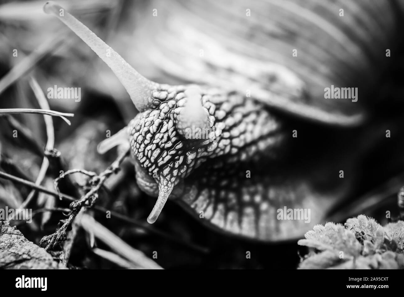 African giant snail Black and White Stock Photos & Images - Alamy