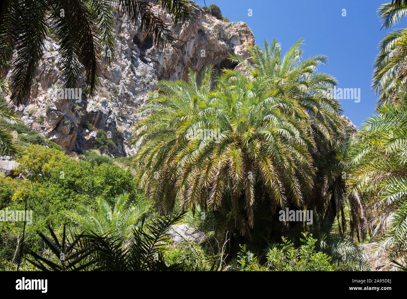 Preveli, Rethymno, Crete, Greece. Palm forest beneath rugged cliffs in ...
